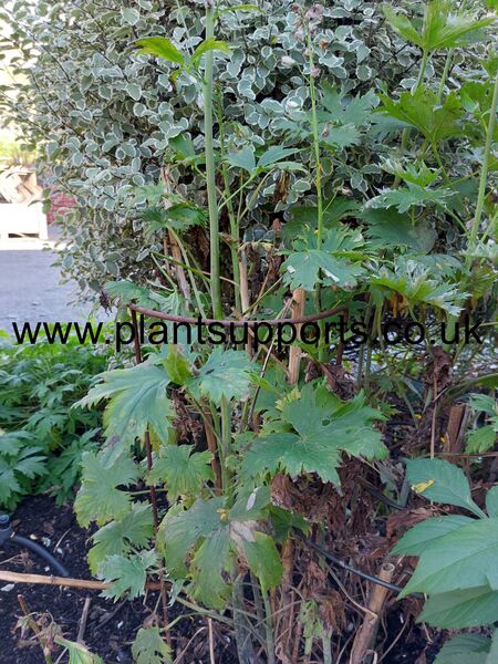 Arc pack of 4 27cm x 80cm A0002 – Plant Supports (UK) Ltd