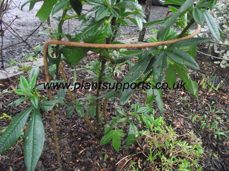 Arc pack of 4 42cm x 60cm A0005A – Plant Supports (UK) Ltd