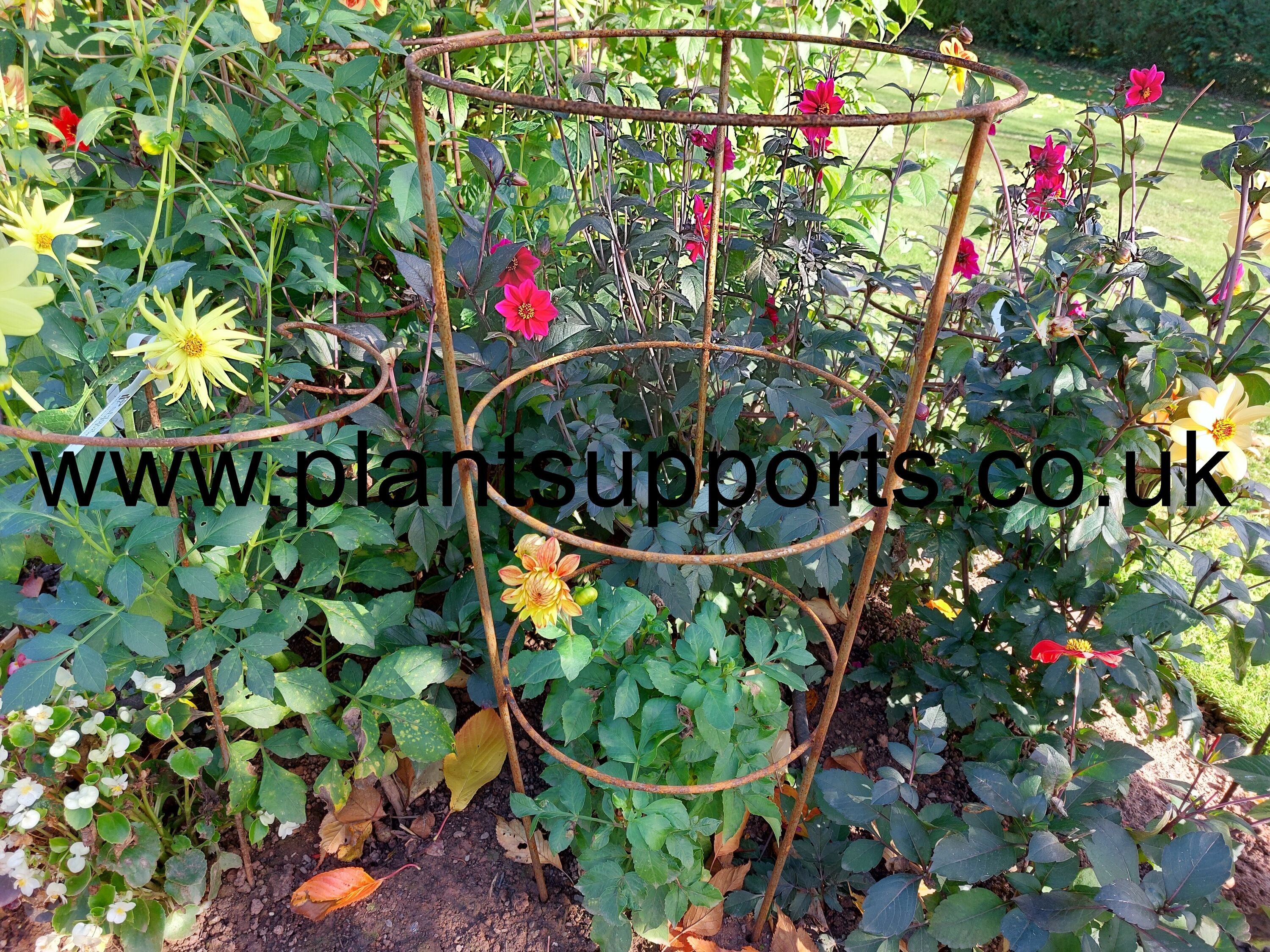 Tapered Peony support with 3 rings A0060A – Plant Supports (UK) Ltd