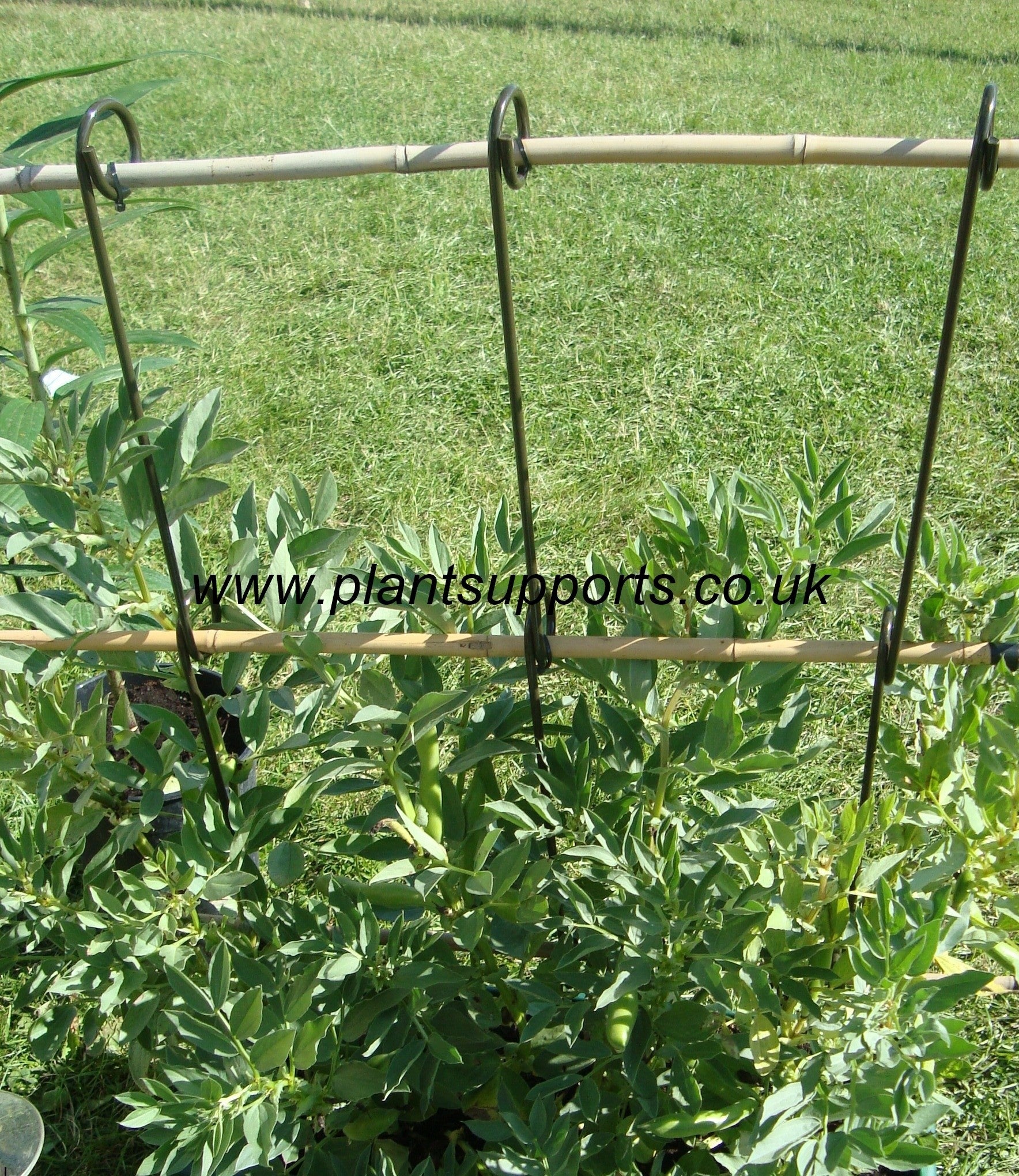 Pea Net Support Pack of 3 (112cm high) A0070 – Plant Supports (UK) Ltd